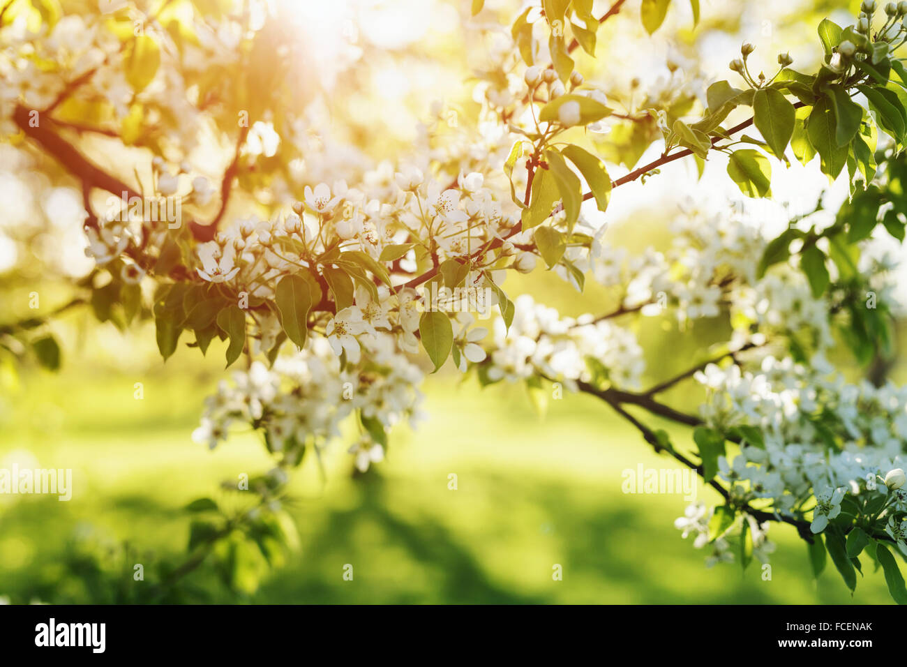 Garden in the sunset hi-res stock photography and images - Alamy