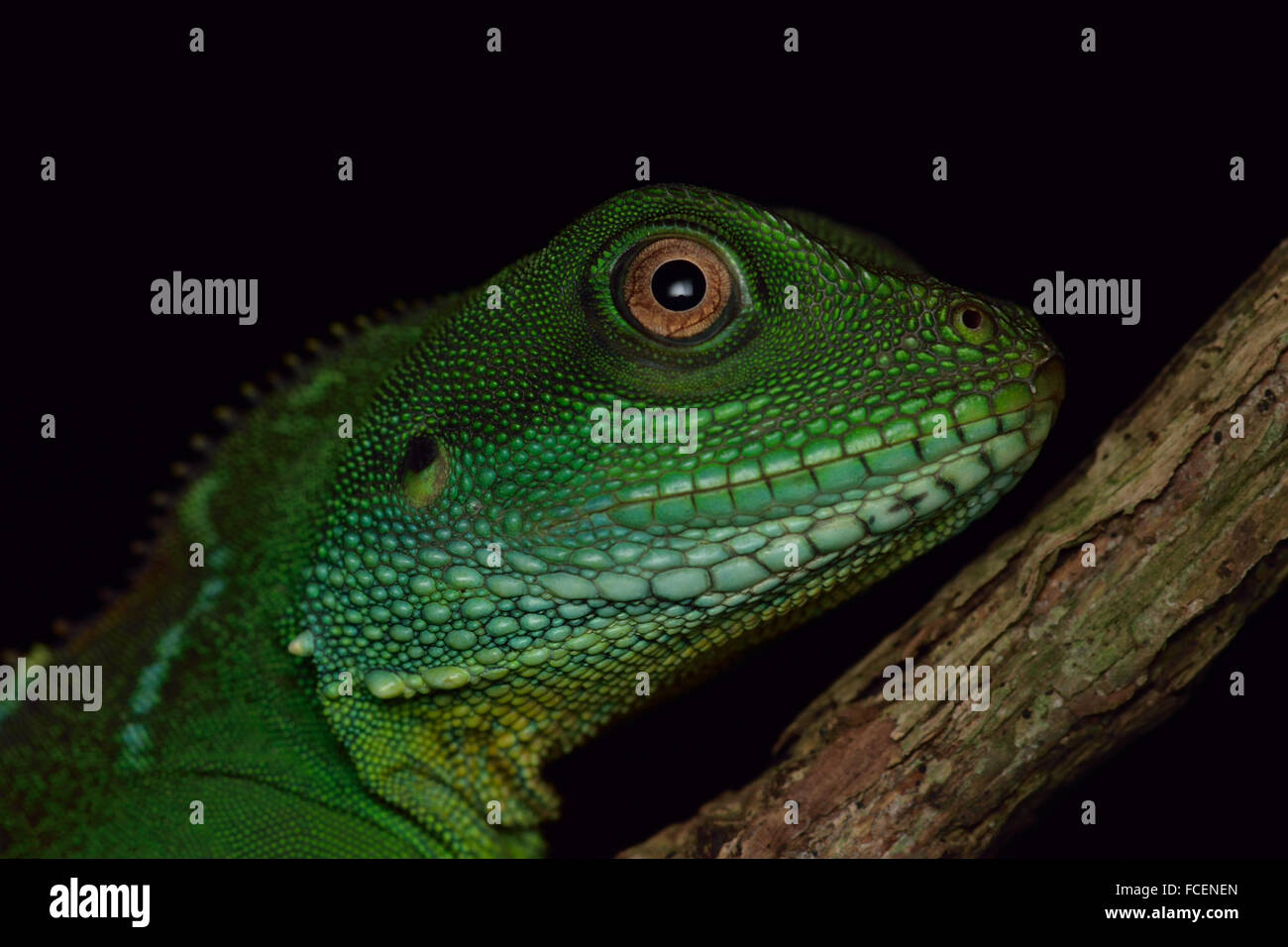 green lizard head Stock Photo - Alamy