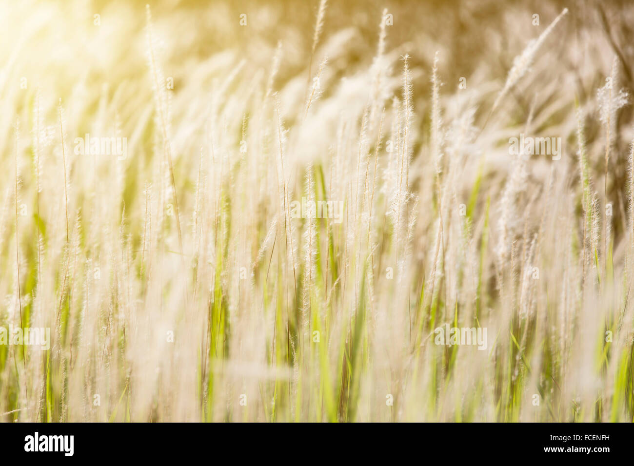 Wispy ornamental grasses hi-res stock photography and images - Alamy