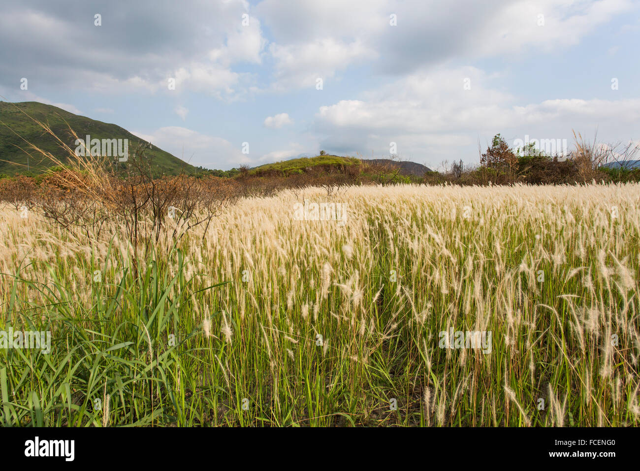 Field at sunny day Stock Photo - Alamy