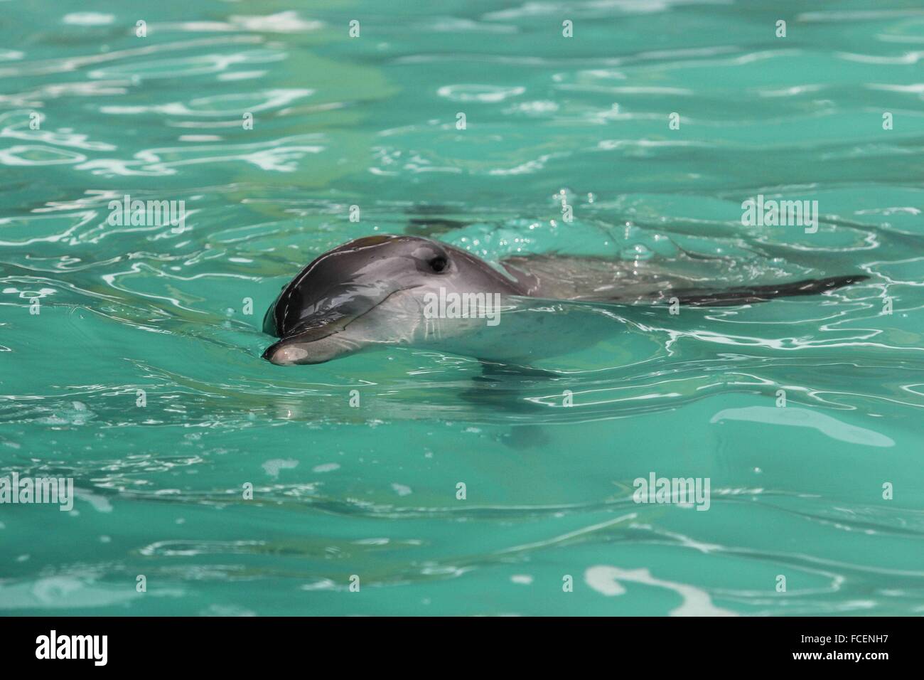 Dolphin In Captivity High Resolution Stock Photography and Images - Alamy