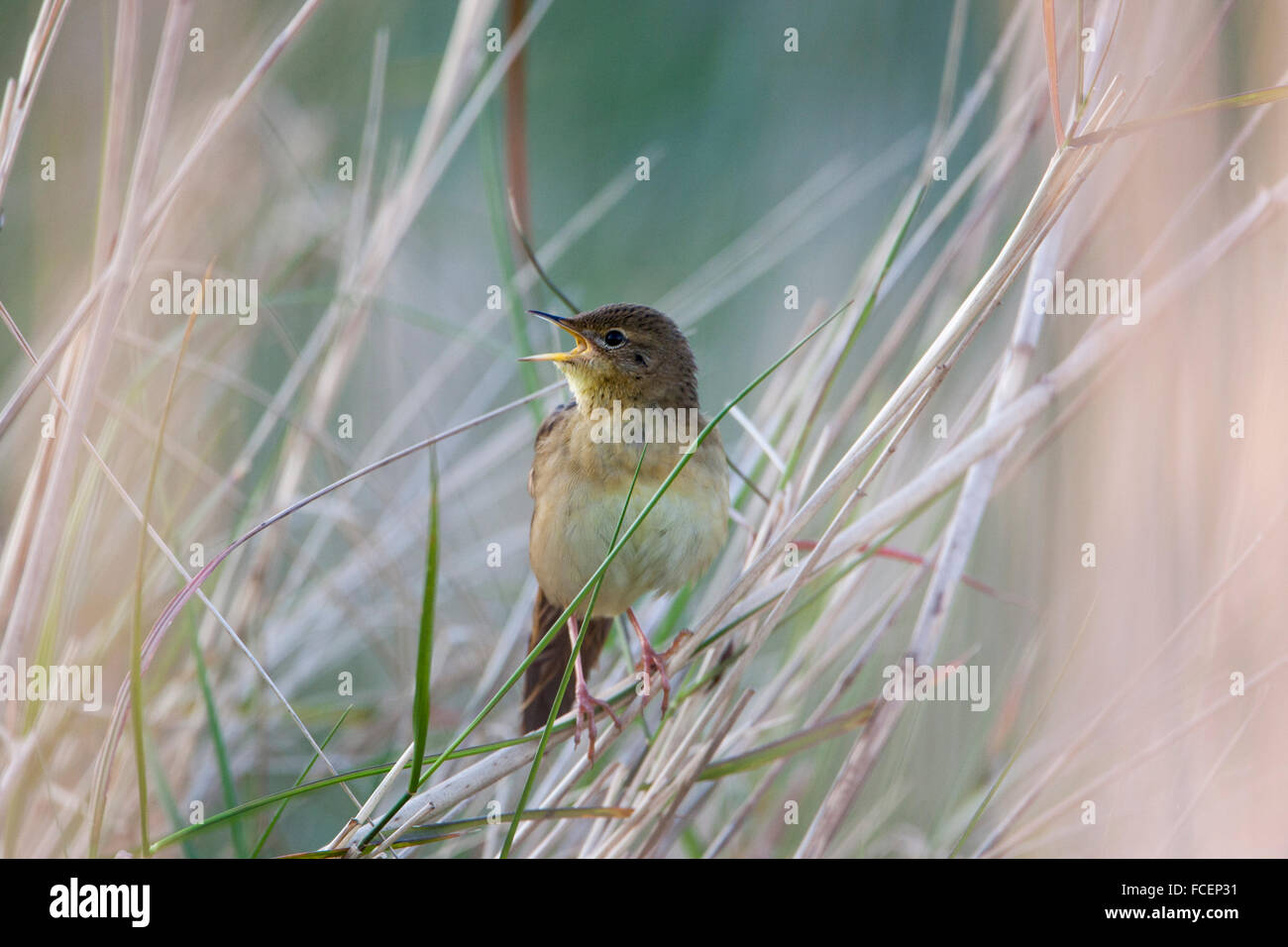 Grasshopper Warbler Locustella naevia Stock Photo - Alamy