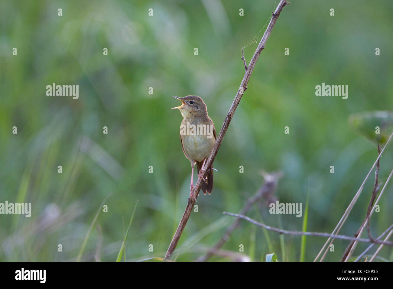 Grasshopper Warbler Locustella naevia Stock Photo - Alamy
