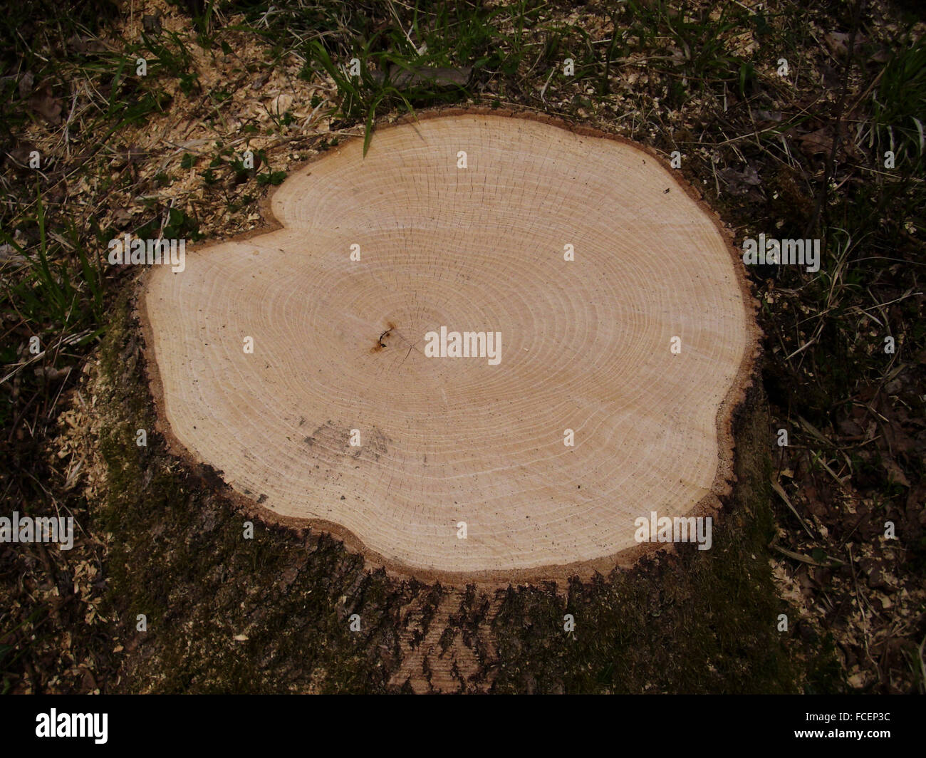 Showing growth hi-res stock photography and images - Alamy