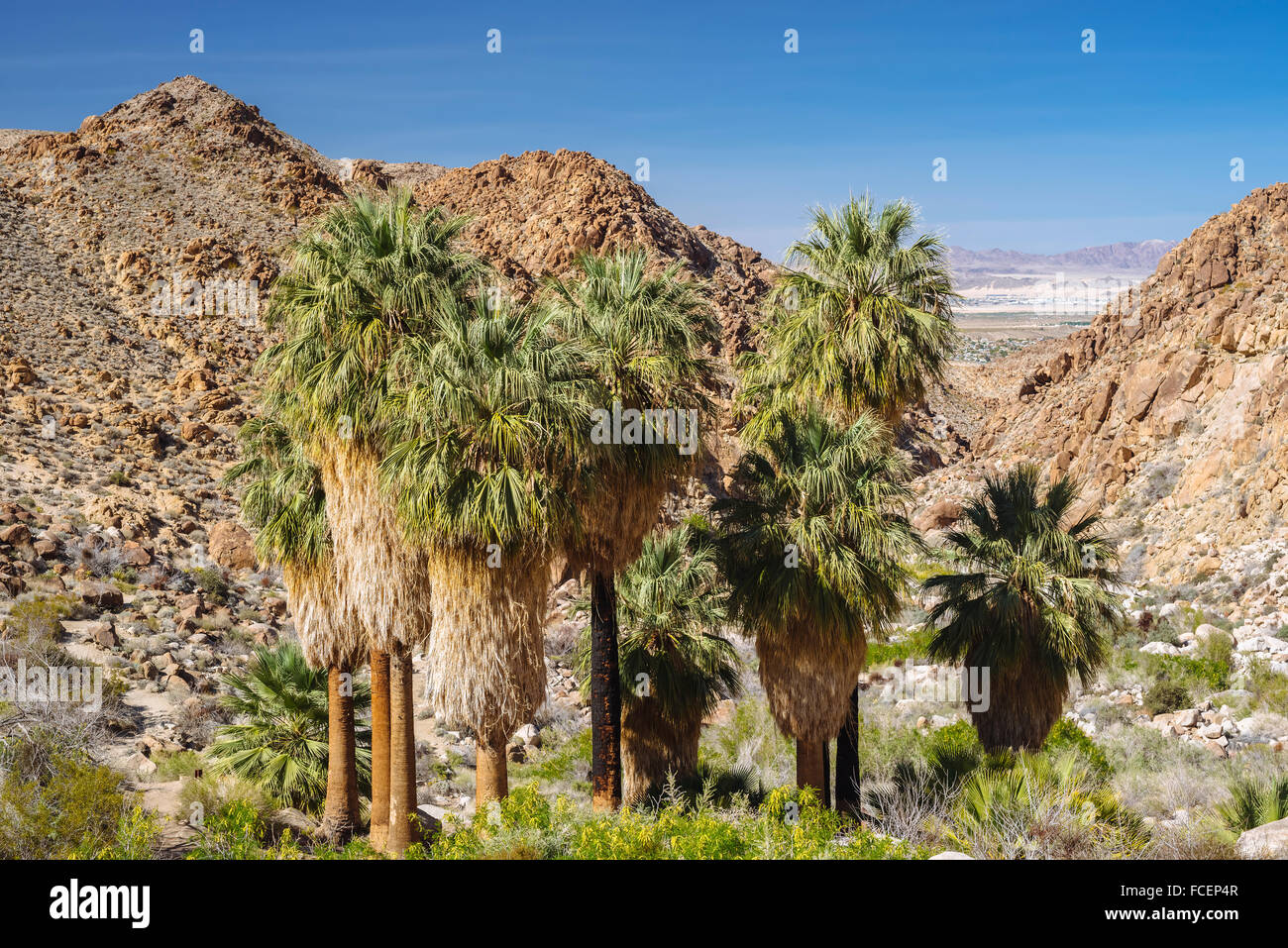 49 Palms Oasis in Joshua Tree National Park, California Stock Photo - Alamy