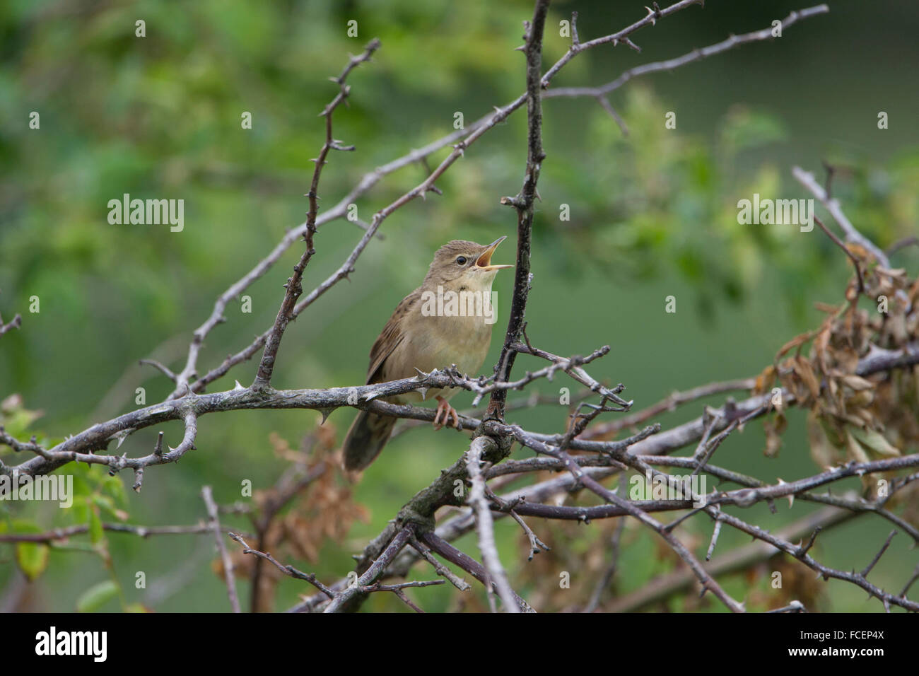 Grasshopper Warbler Locustella naevia Stock Photo - Alamy