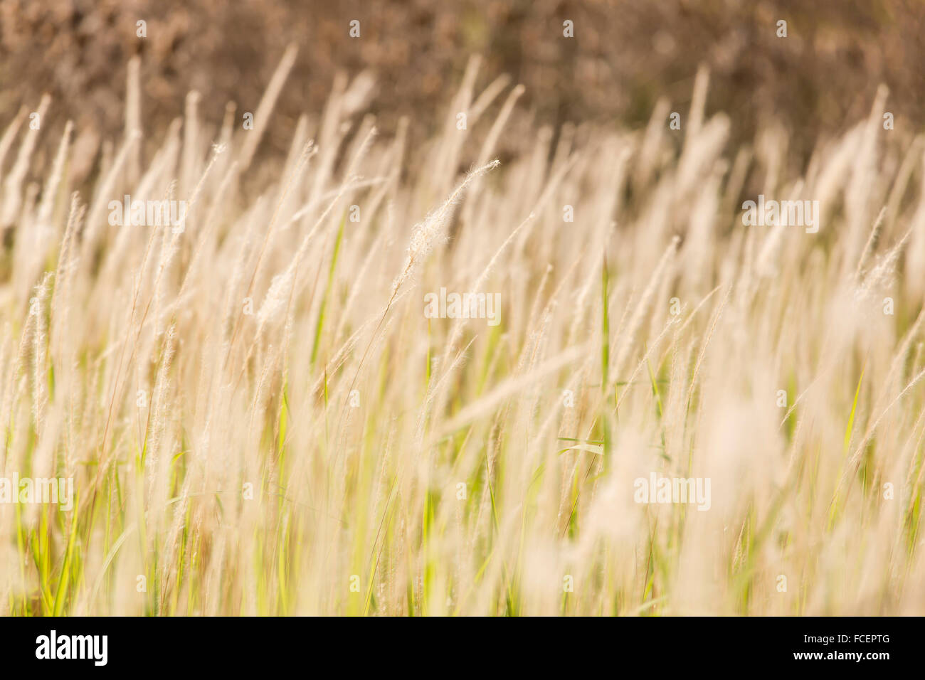 Wispy ornamental grasses hi-res stock photography and images - Alamy