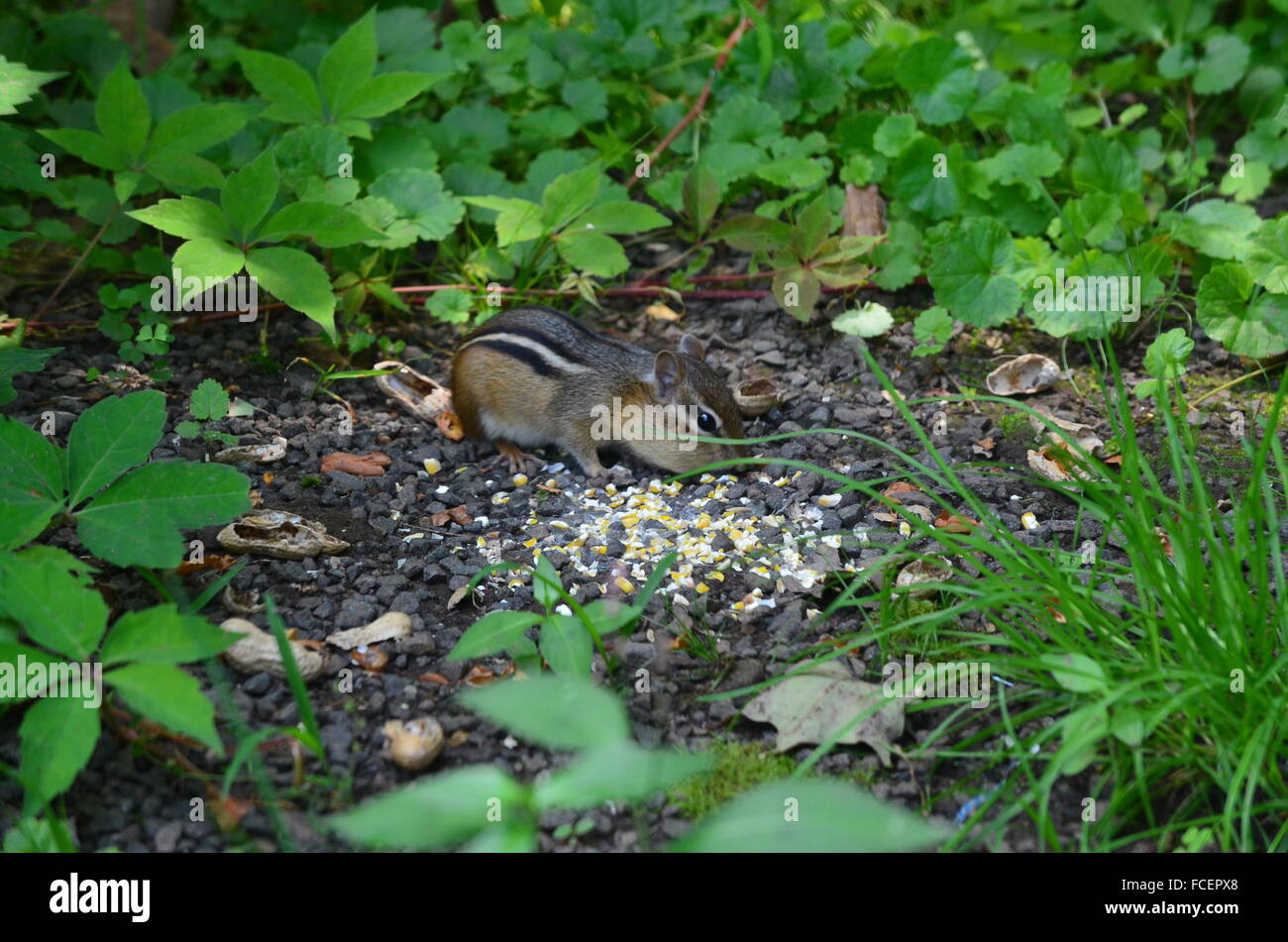Chipmunks eating hi-res stock photography and images - Alamy