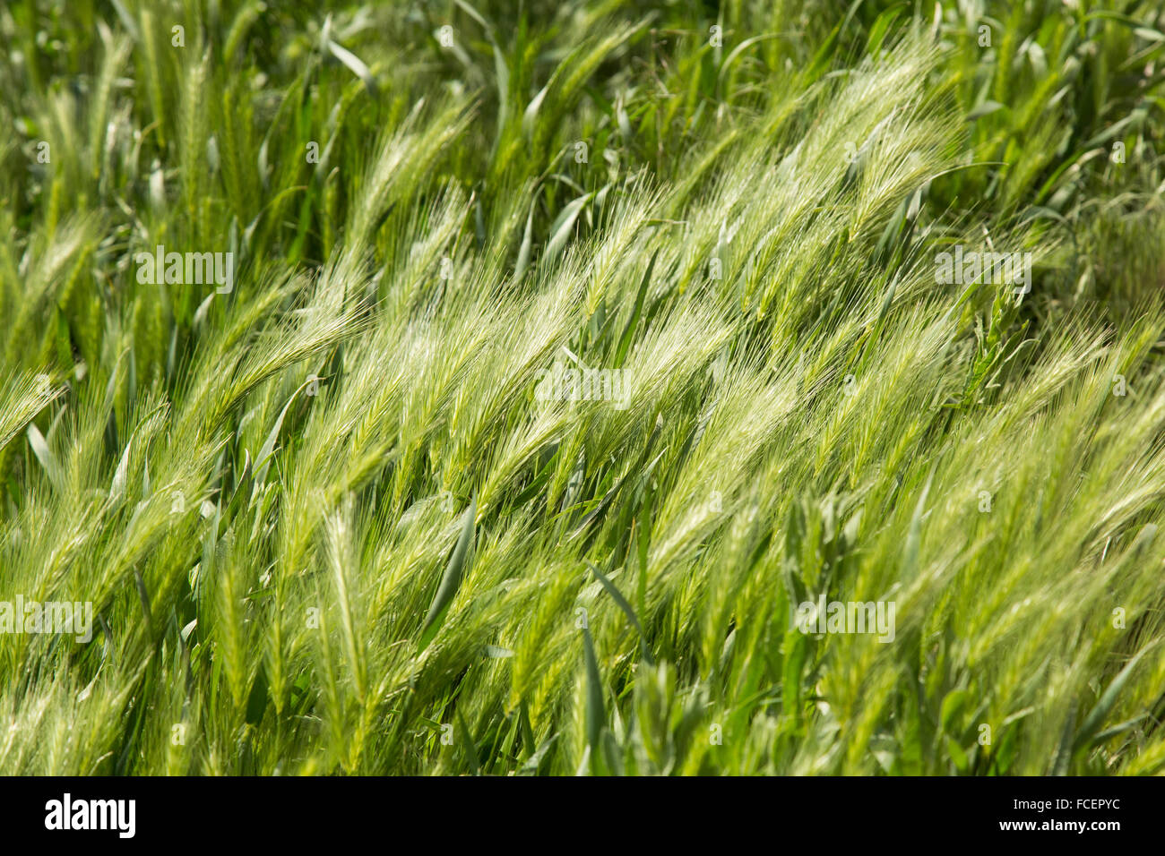 grass blowing in the wind Stock Photo - Alamy
