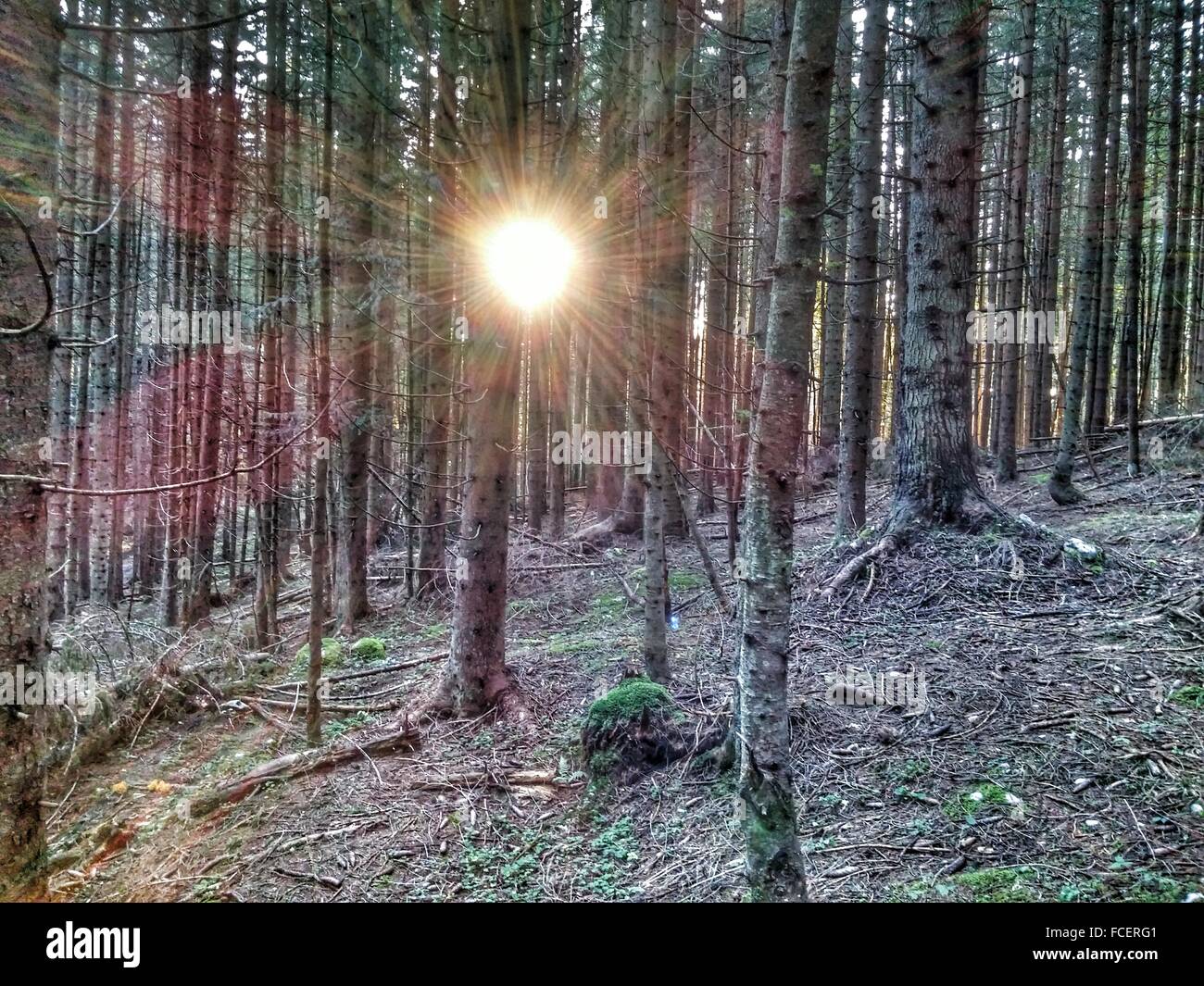 Sun in forest hi-res stock photography and images - Alamy