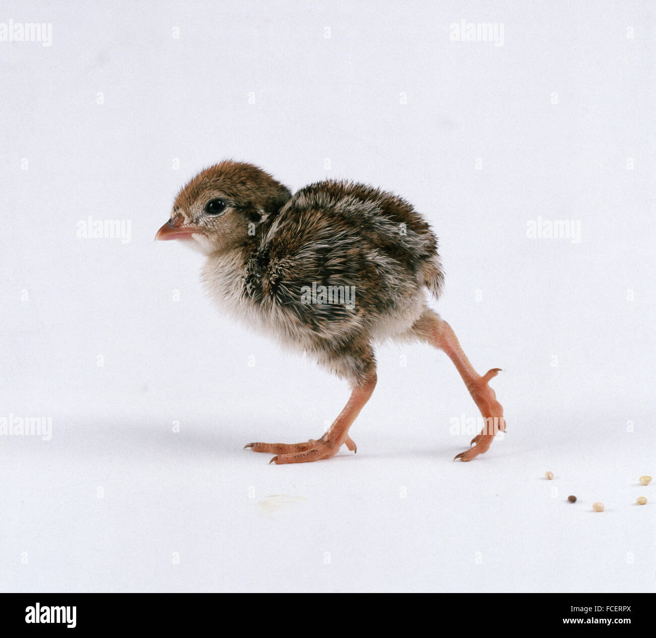 Red Partridge Chick High Resolution Stock Photography and Images - Alamy
