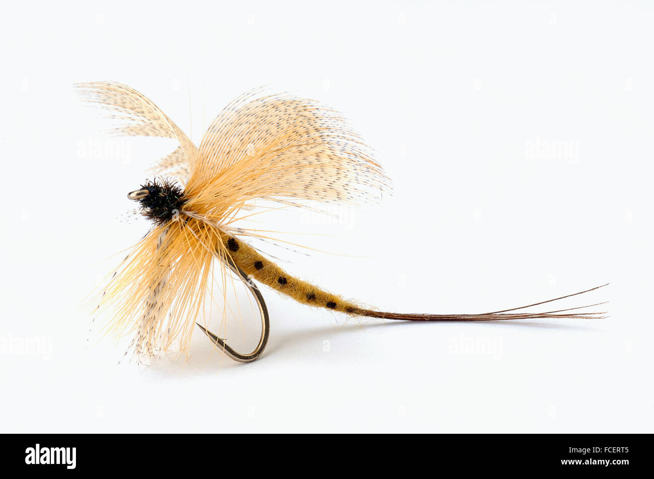 Adult mayfly fly Stock Photo - Alamy