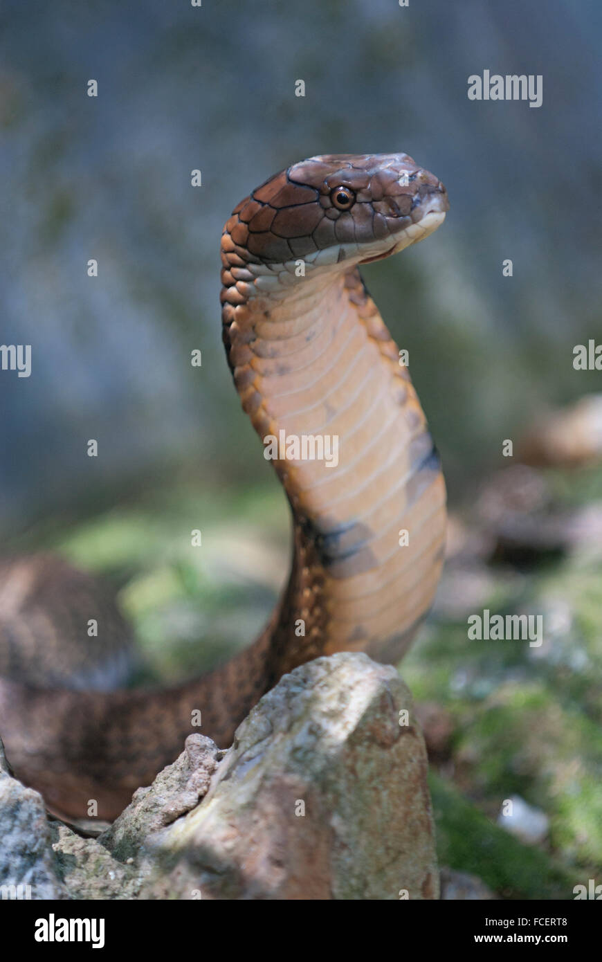 Thailand, Phuket, Chalong, raised head of a King cobra (Ophiophagus ...