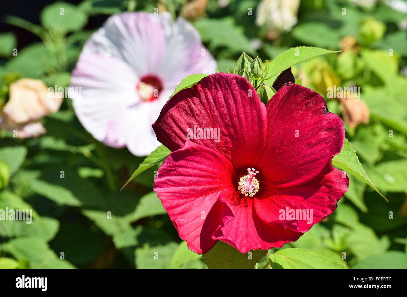 Mallow leaf hi-res stock photography and images - Alamy
