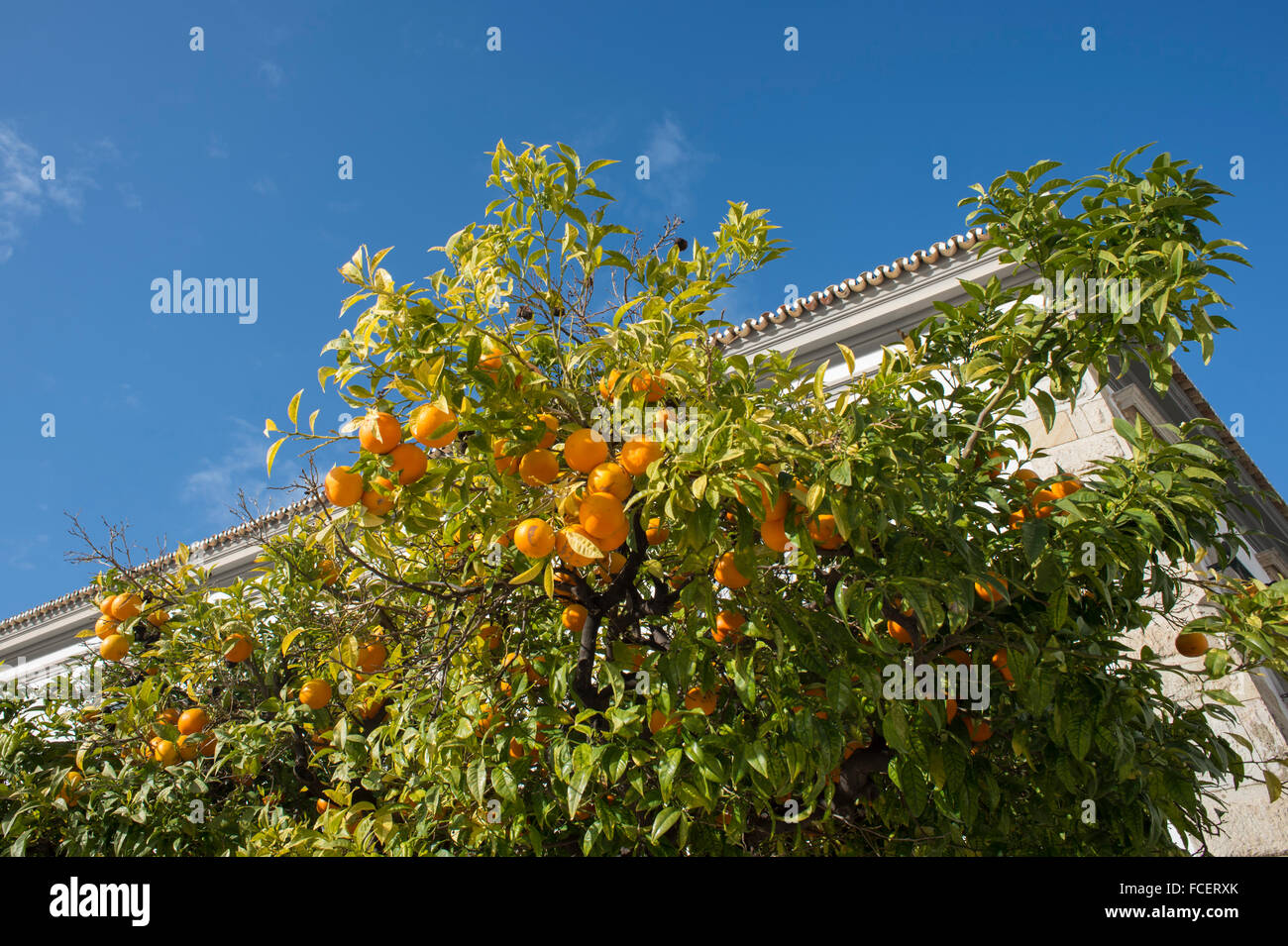 oranges growing on a tree in Portugal Stock Photo - Alamy