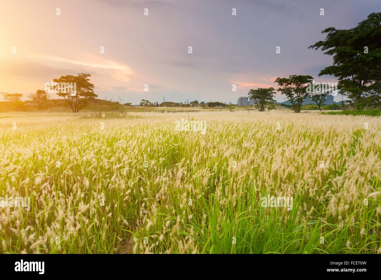 Sun ray over grassland hi-res stock photography and images - Alamy
