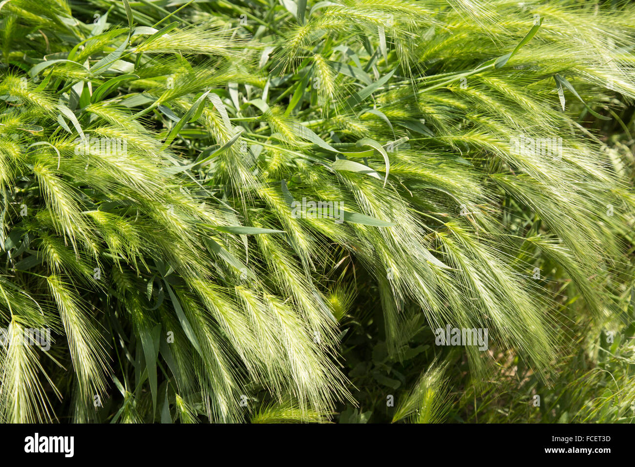 grass blowing in the wind Stock Photo - Alamy