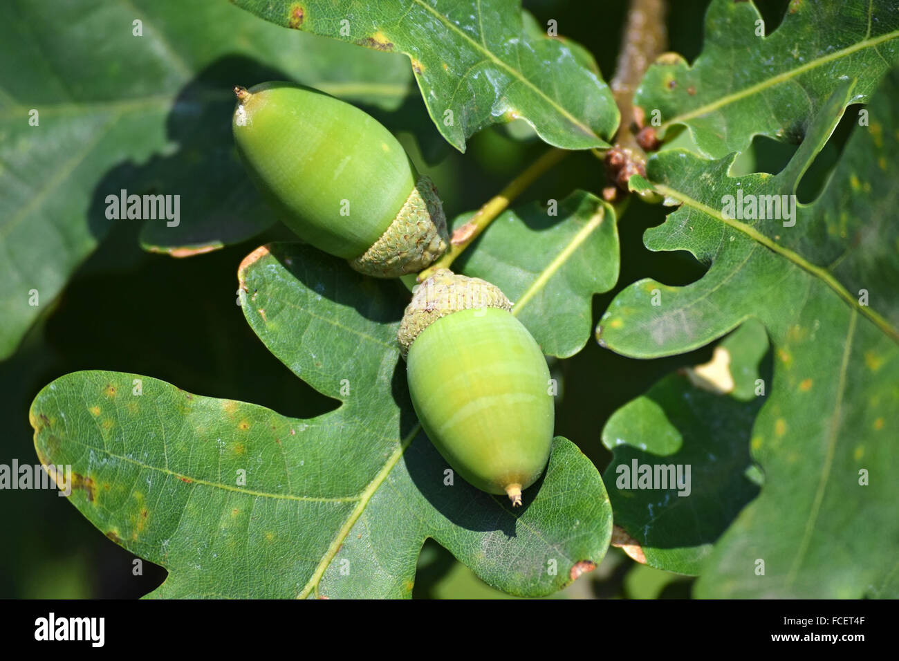Acorns of the oak tree Stock Photo - Alamy