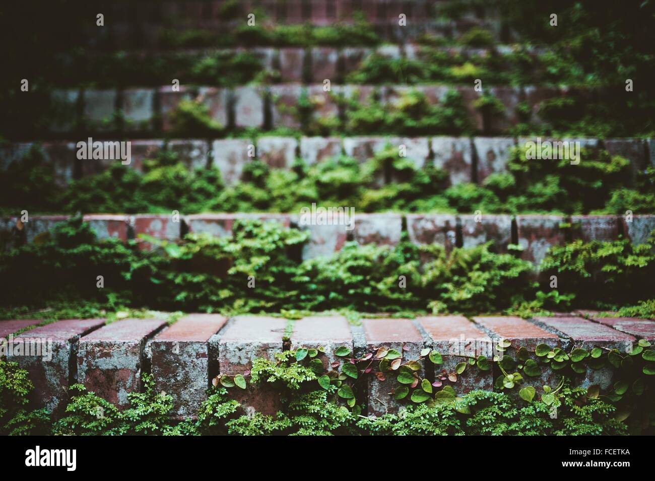 Steps with moss hi-res stock photography and images - Alamy