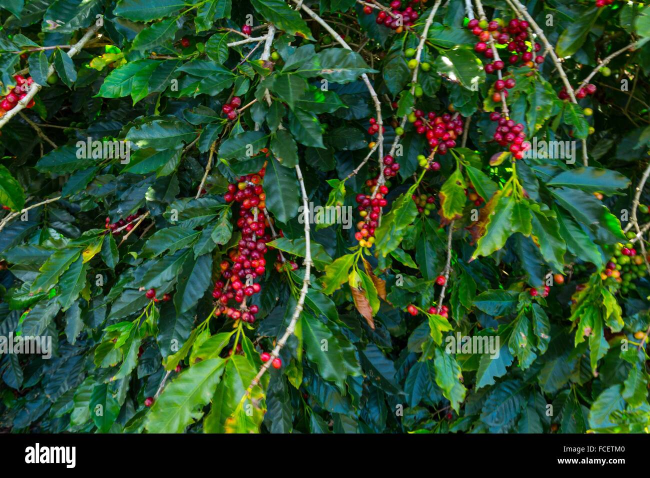 Doka coffee plantation hi-res stock photography and images - Alamy