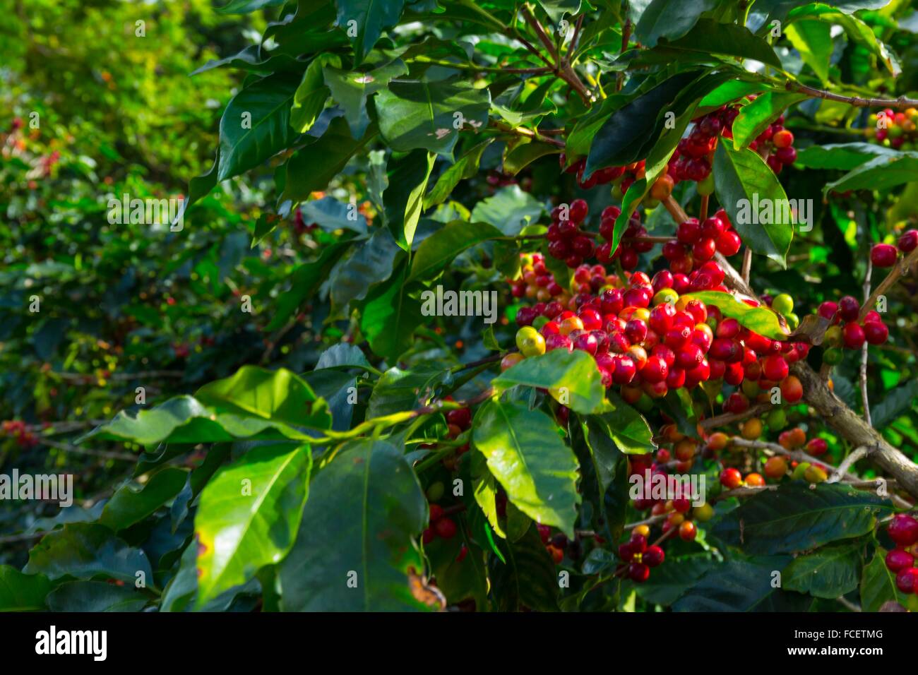 Doka coffee plantation hi-res stock photography and images - Alamy