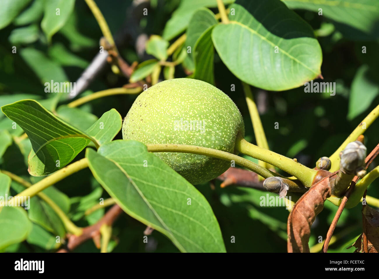 Walnut in the tree Stock Photo - Alamy