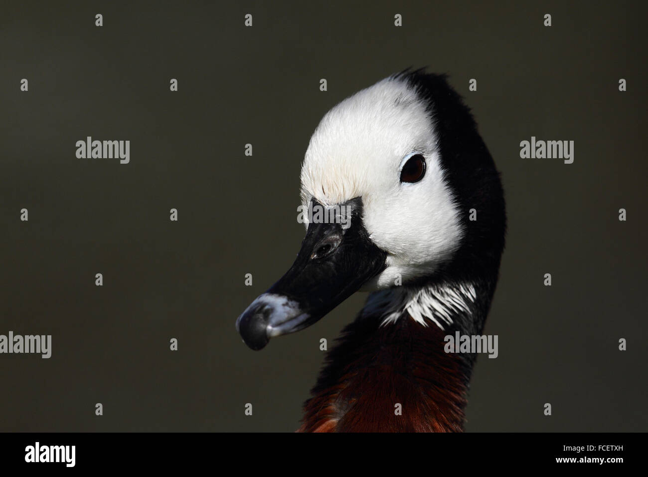 White faced whistling duck hi-res stock photography and images - Alamy