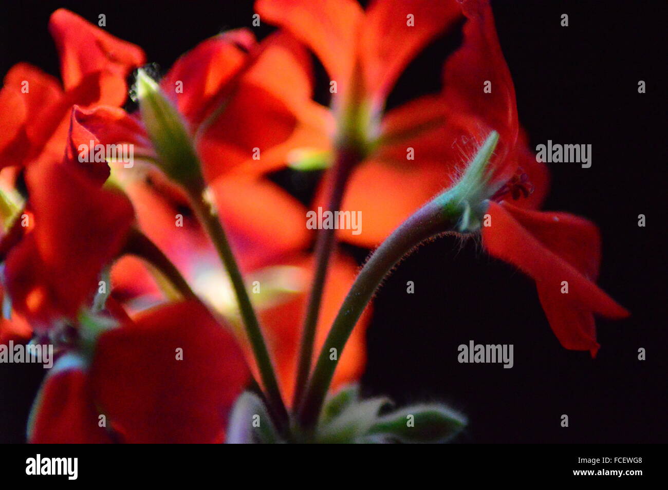 Red Geranium High Resolution Stock Photography and Images - Alamy