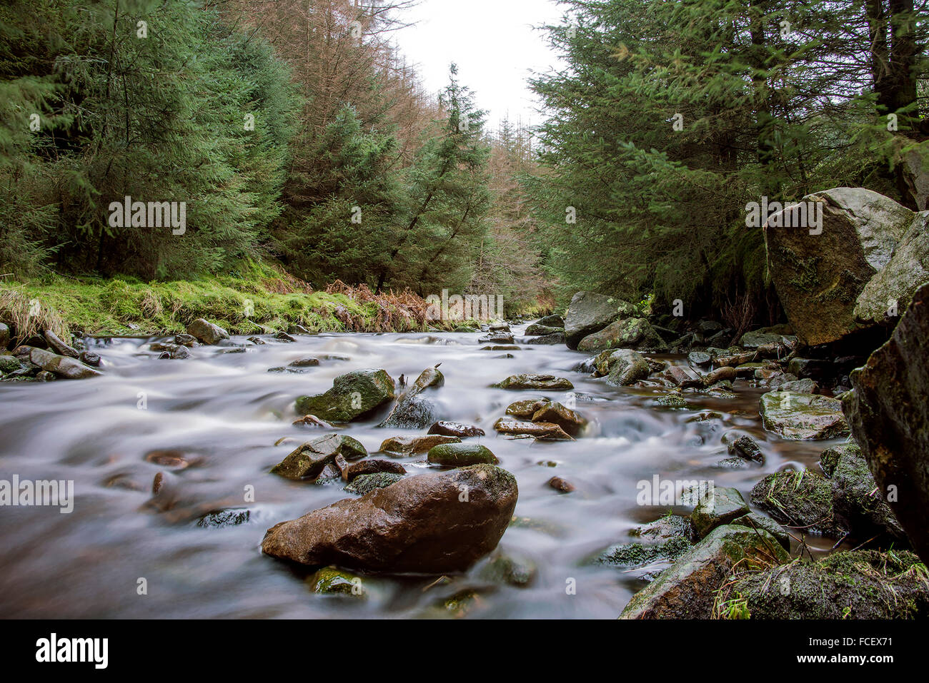 Snakes Pass Woodland Trail Stock Photo - Alamy