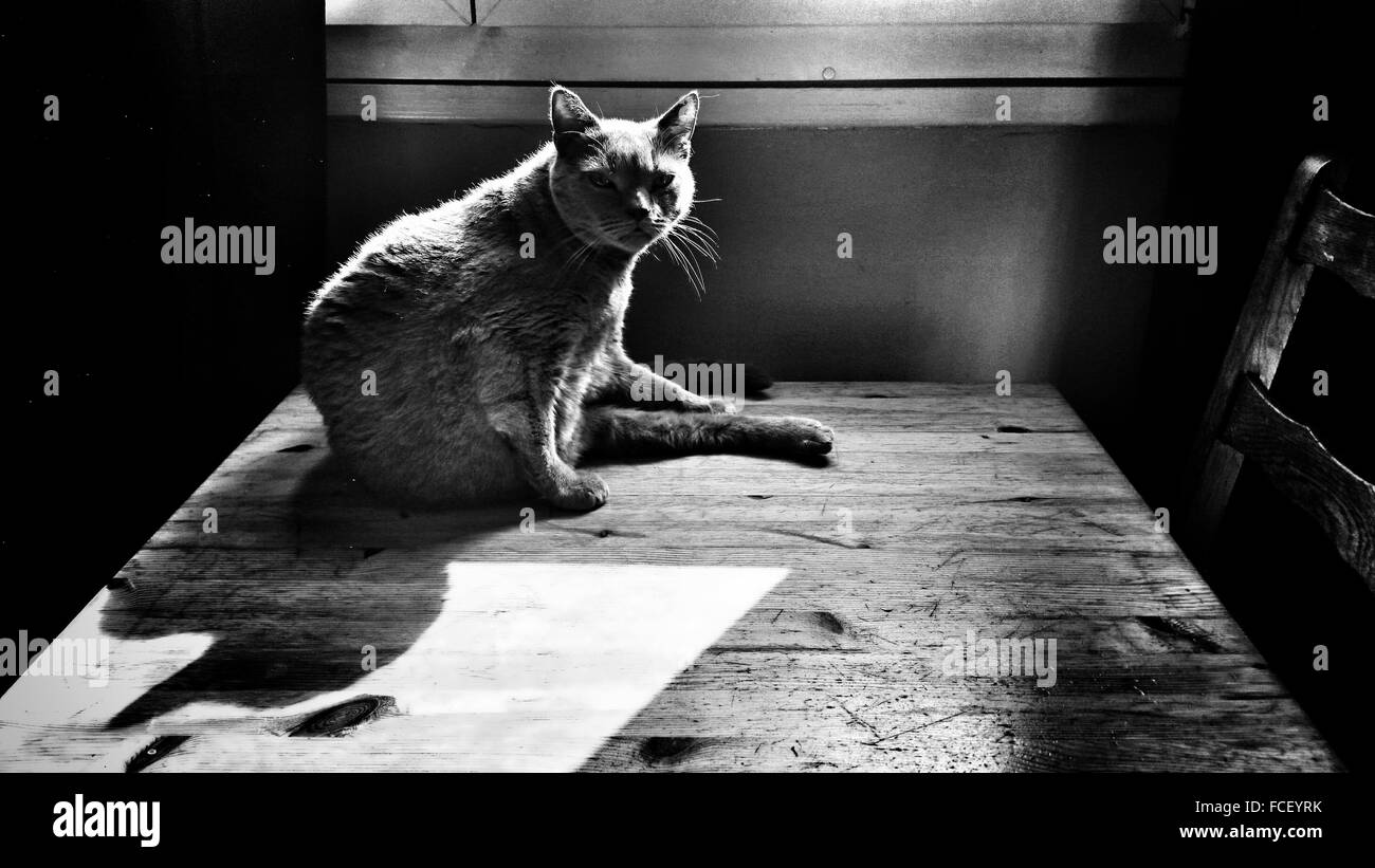 Cat On The Table High Resolution Stock Photography and Images - Alamy