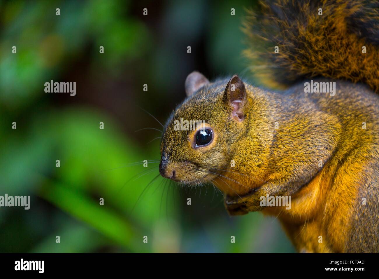 Bangs mountain squirrel hi-res stock photography and images - Alamy