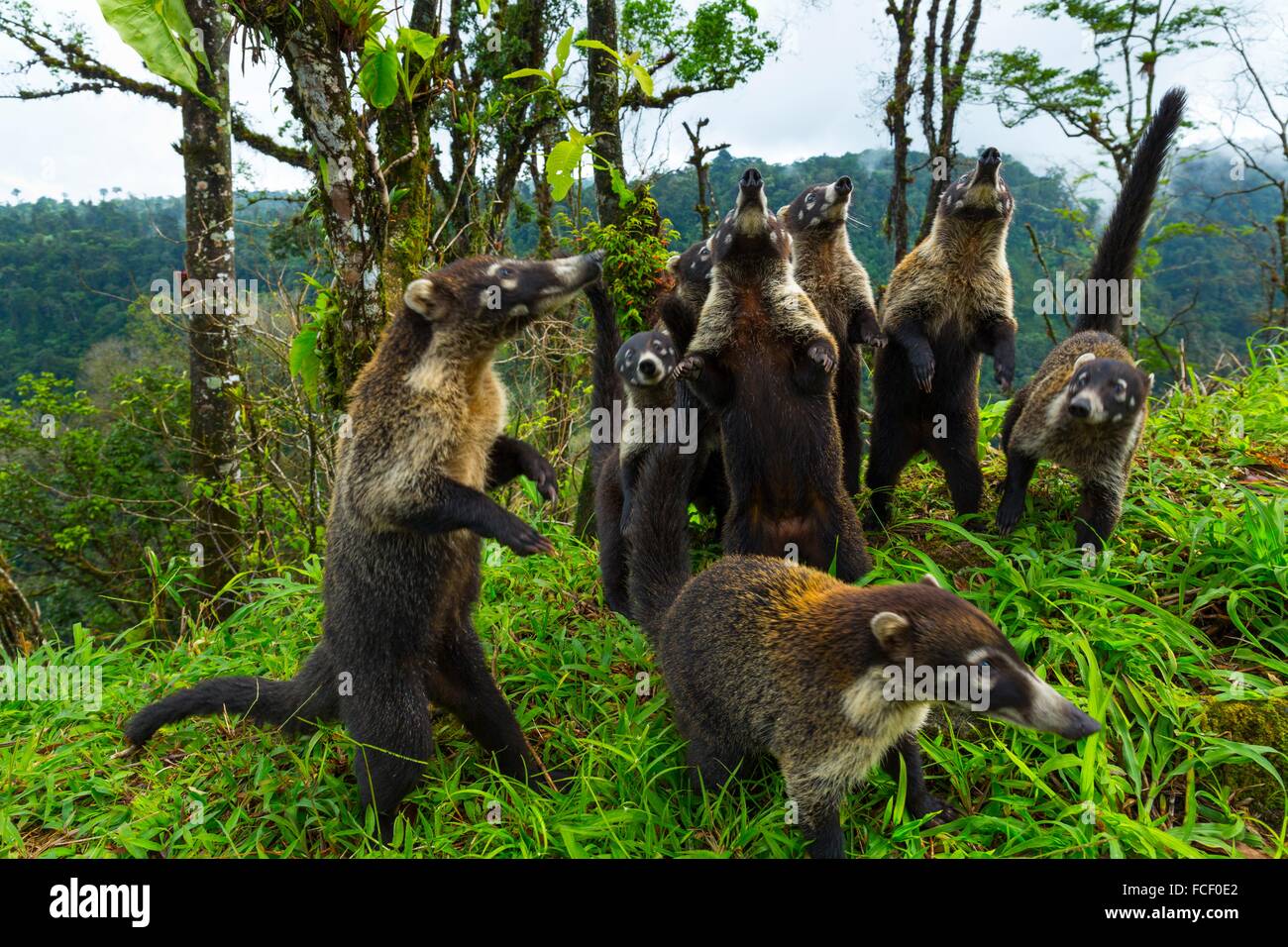 White nosed coati nasua narica alajuela hi-res stock photography and ...