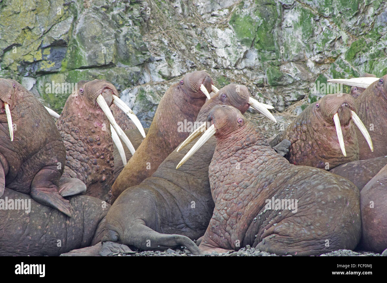 Walrus alaska hi-res stock photography and images - Alamy