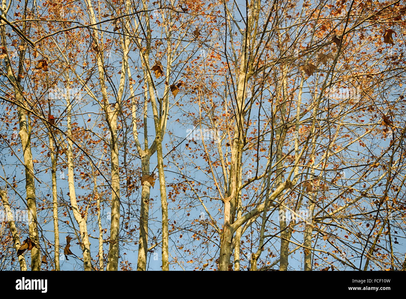 branches of trees in winter Stock Photo - Alamy