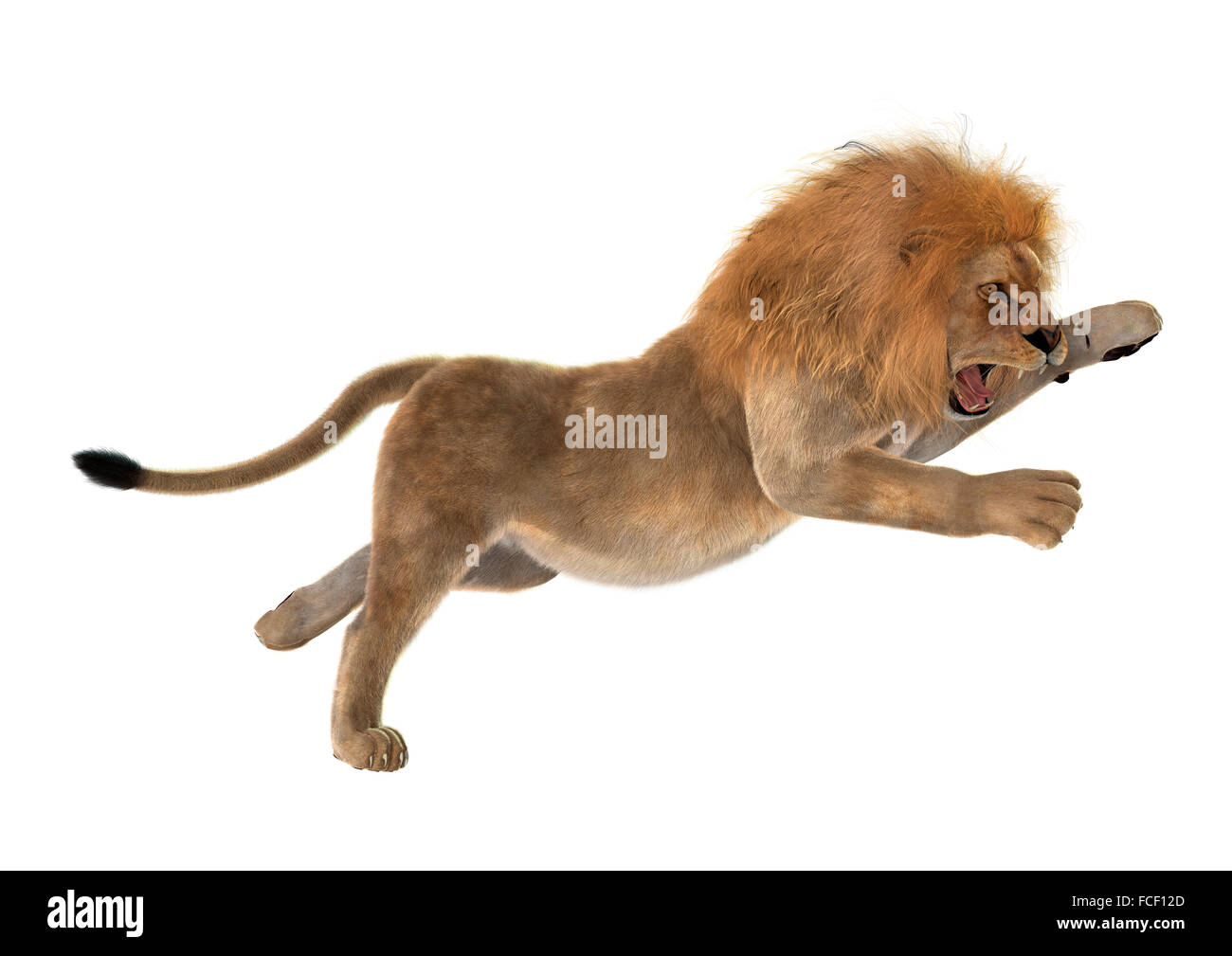 3D digital render of a male lion hunting isolated on white background ...