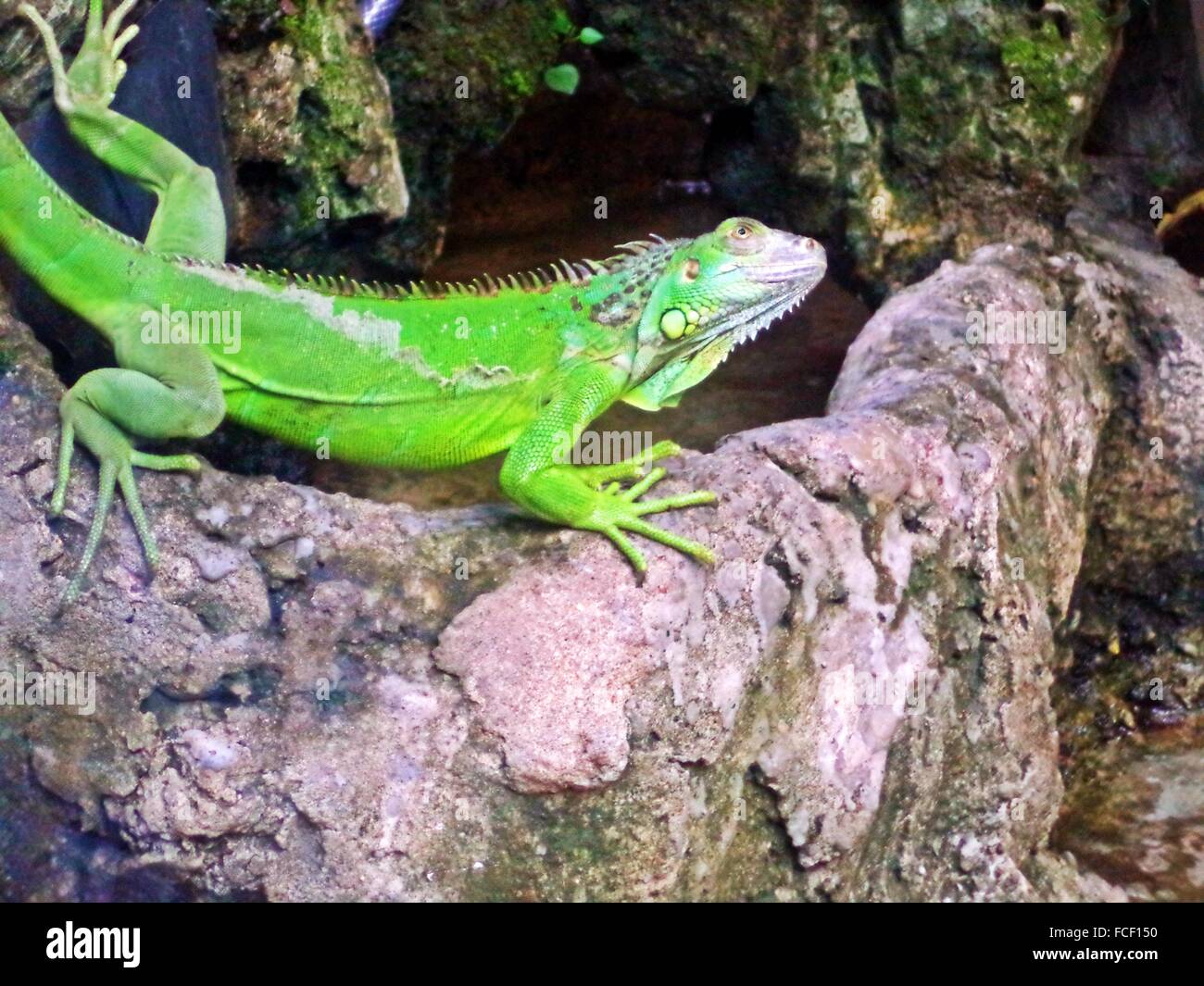 Iguana in the wild hi-res stock photography and images - Alamy