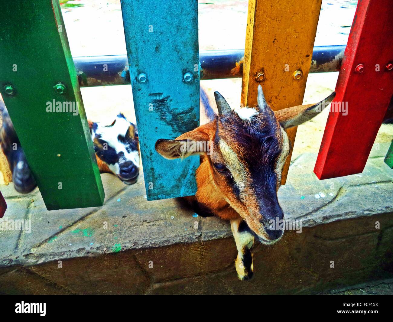 Multi colored goat hi-res stock photography and images - Alamy
