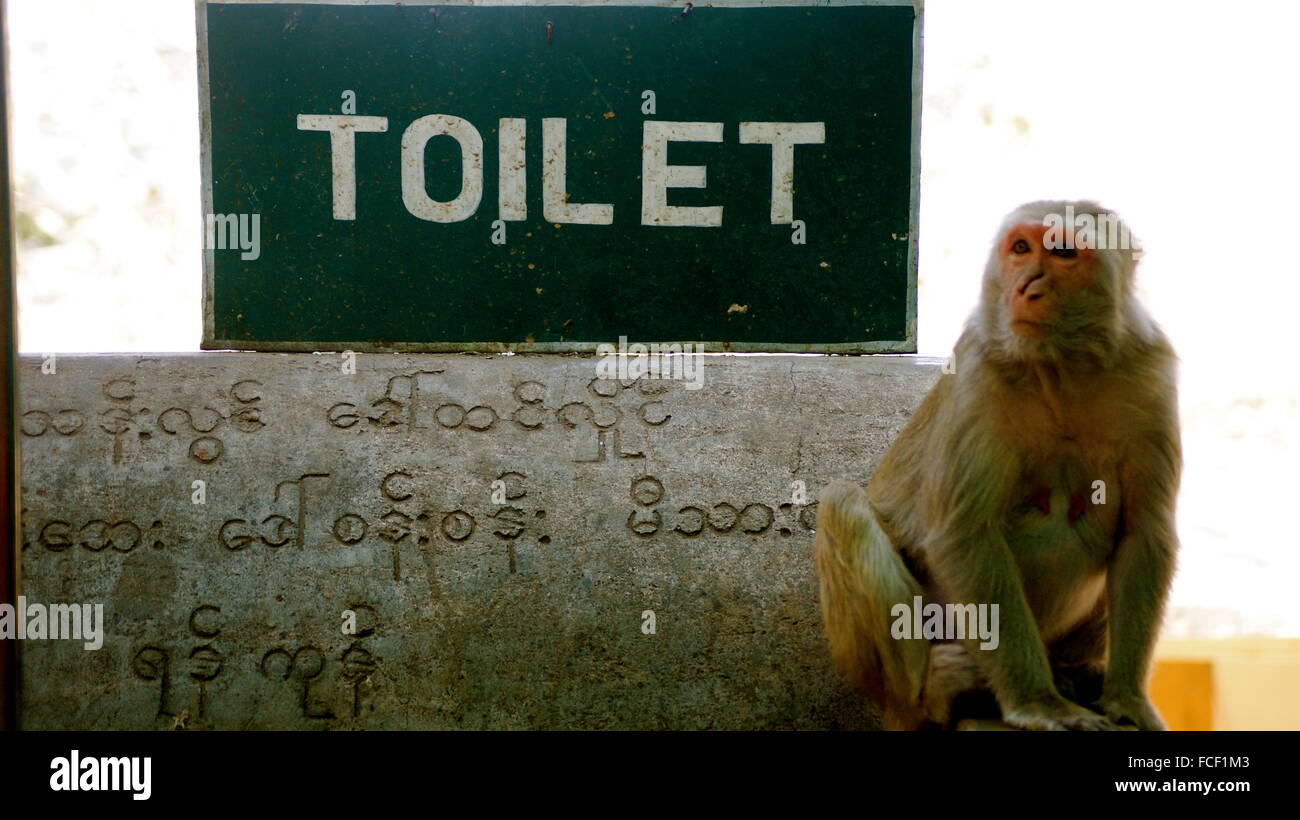 Monkey toilet hi-res stock photography and images - Alamy