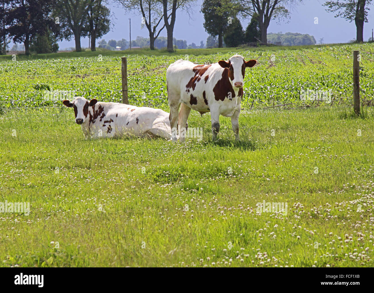 cow, country, farm, life, cows, herd, heifer, bull Stock Photo - Alamy