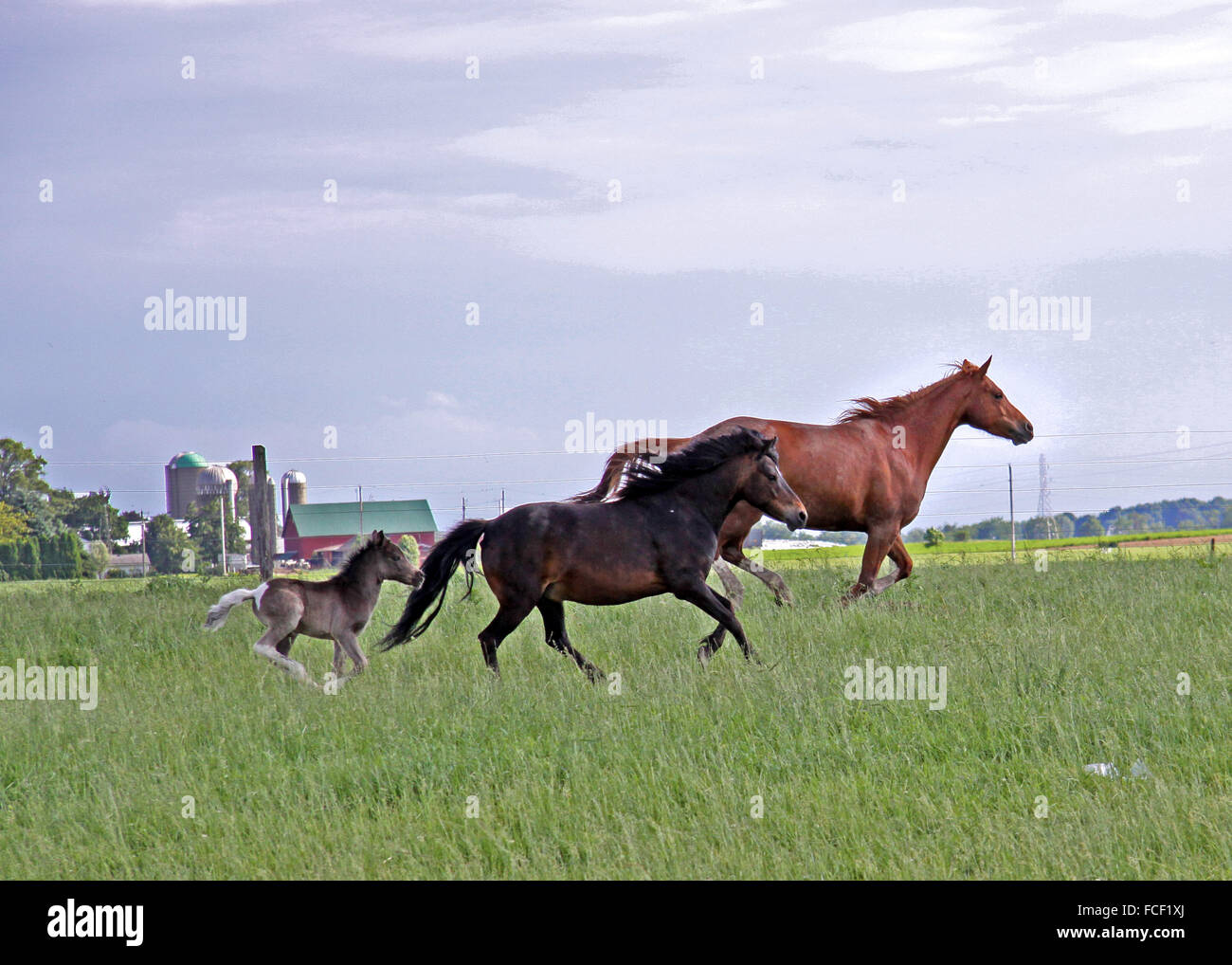 Horse, horses, farm, country, field, run, gallop, colt, family, baby ...