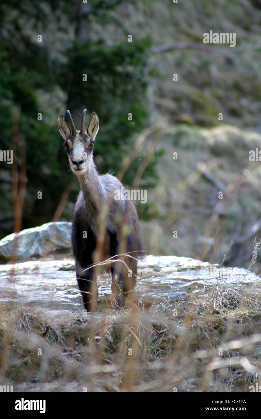 goat, mountain, mountain goat, range, country, wildlife, wilderness ...