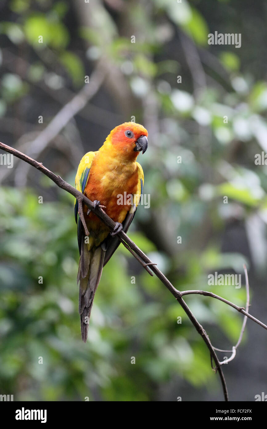The parakeet hi-res stock photography and images - Alamy