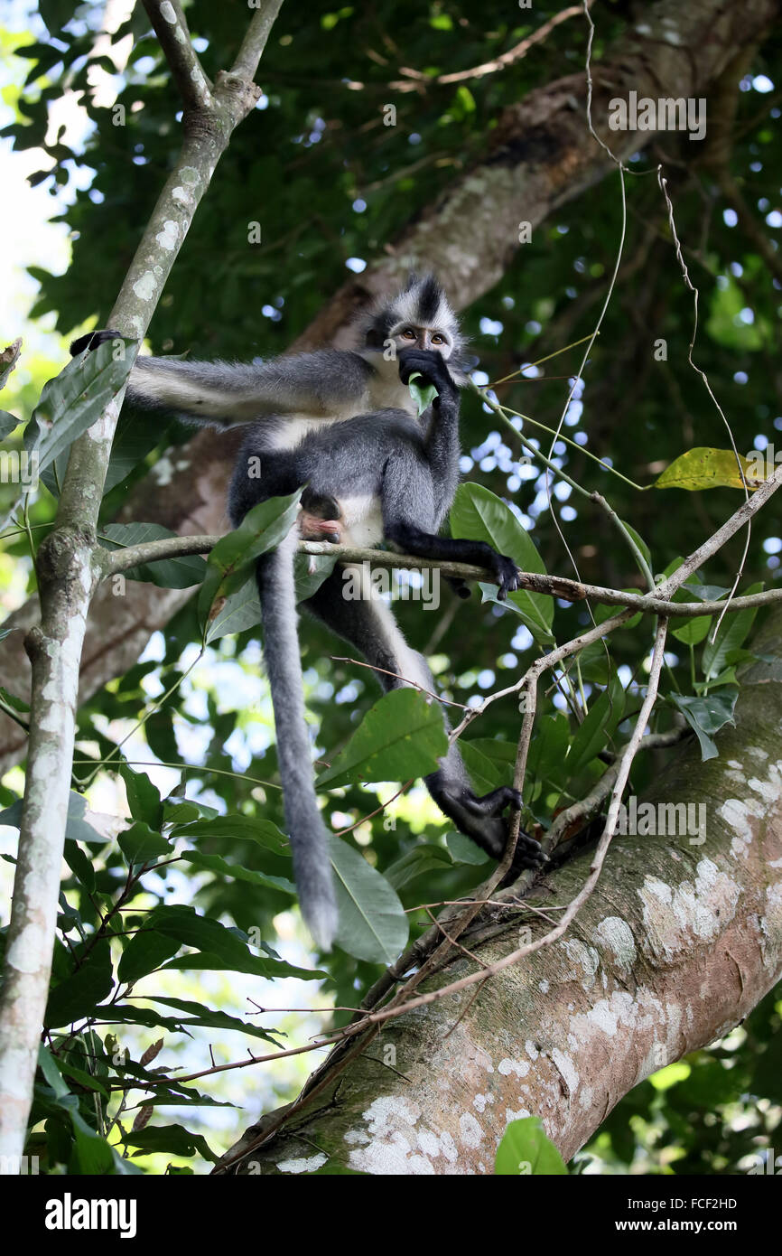 Thomas's leaf monkey, Presbytis thomasi, single mammal on branch ...