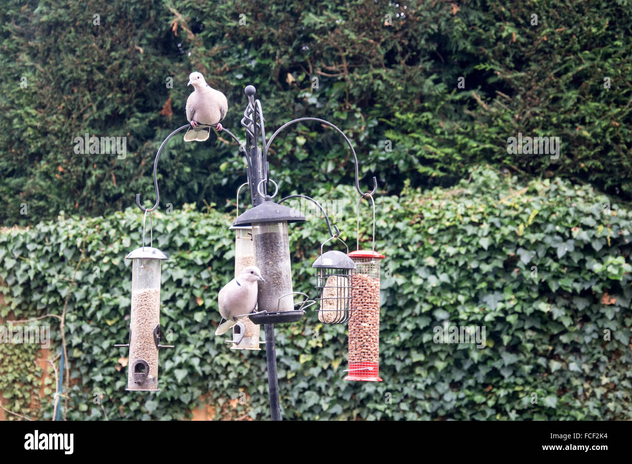 Two Collared Doves (Streptopelia decaocto) on a bird feeder in an ...