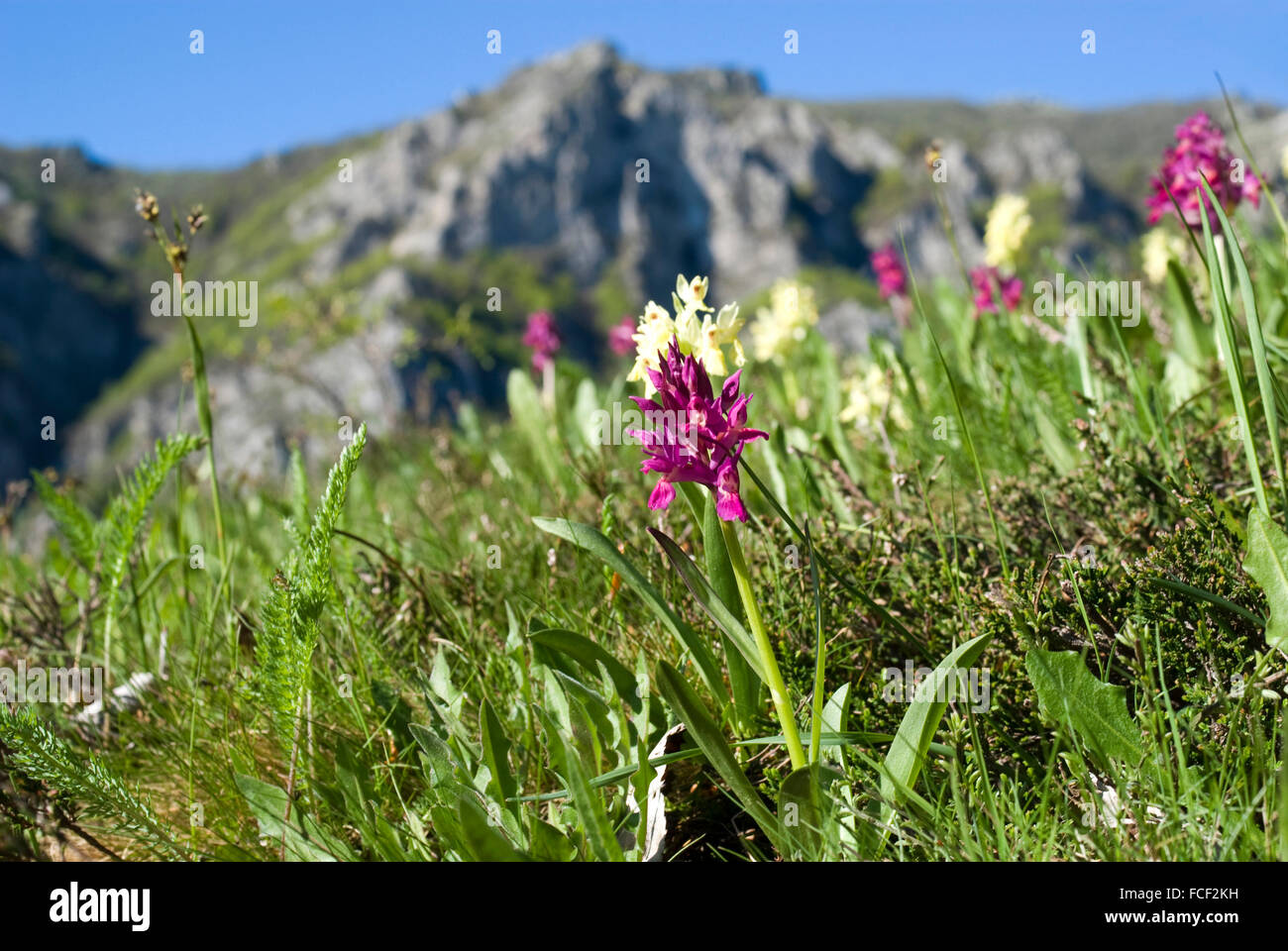 Springtime in mountains Stock Photo - Alamy