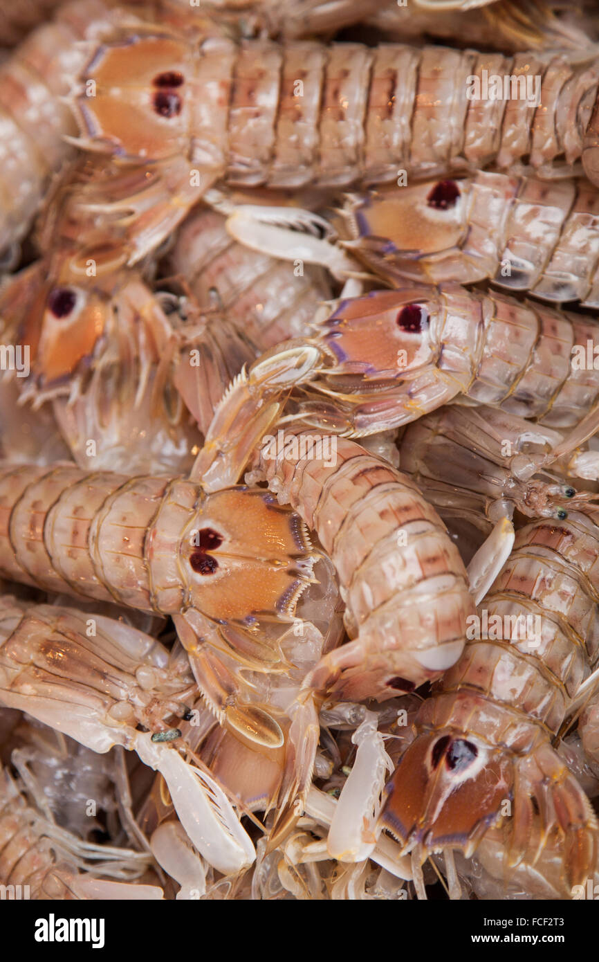 Mantis Fish High Resolution Stock Photography and Images - Alamy