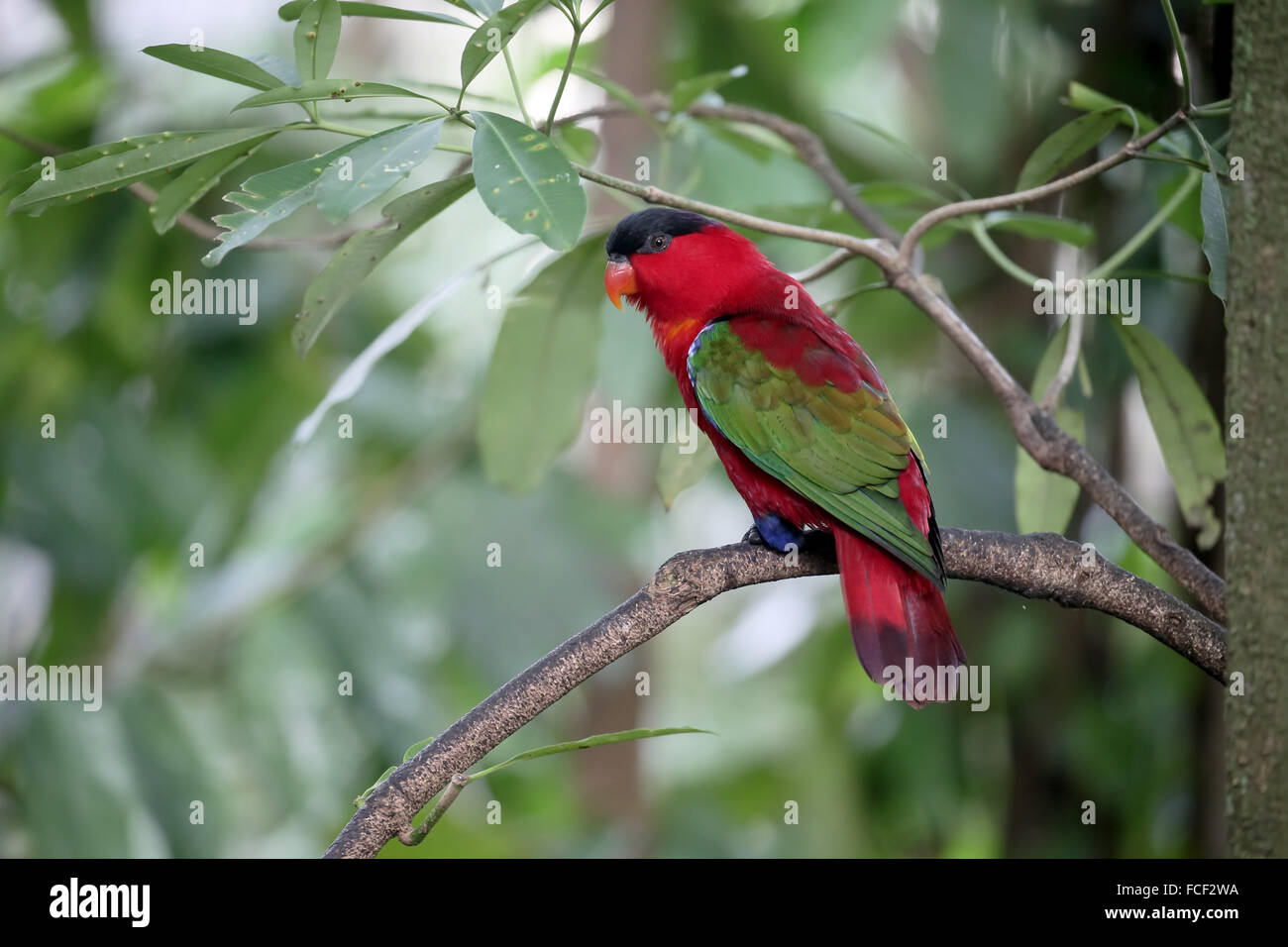 Yellow bibbed lory hi-res stock photography and images - Alamy
