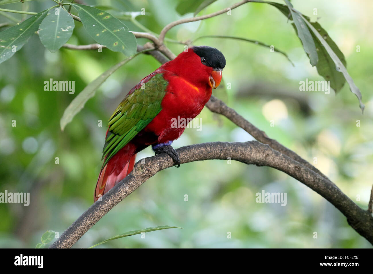 Yellow-bibbed lory, Lorius chlorocercus, single bird on branch, captive, January 2016 Stock ...