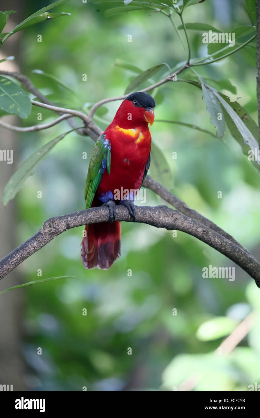 Yellow bibbed lory hi-res stock photography and images - Alamy