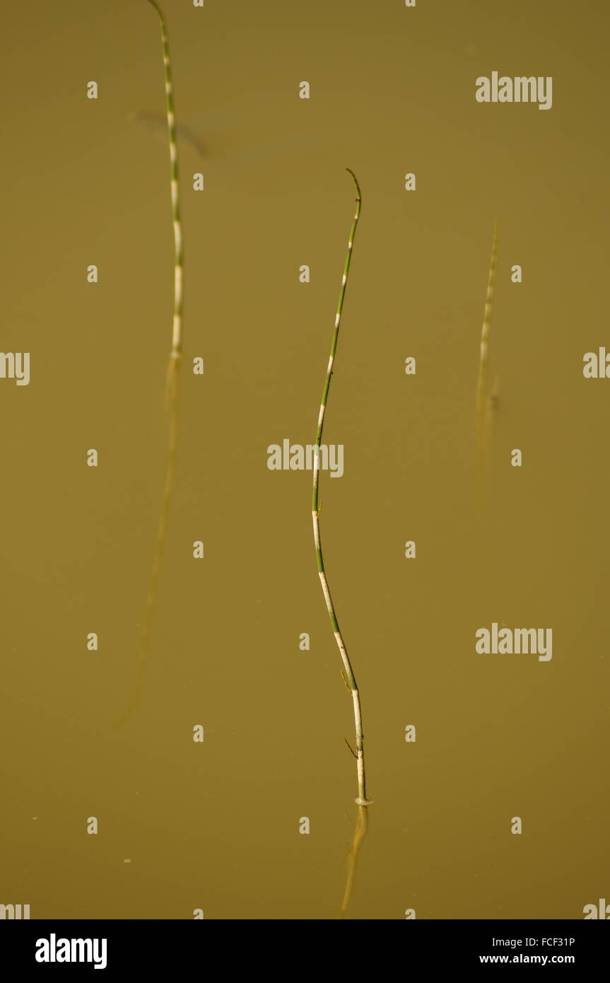 Aquatic plant flower river hi-res stock photography and images - Alamy